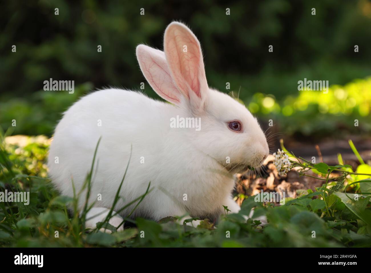 Cute white rabbit near tree stump on green grass outdoors Stock Photo ...