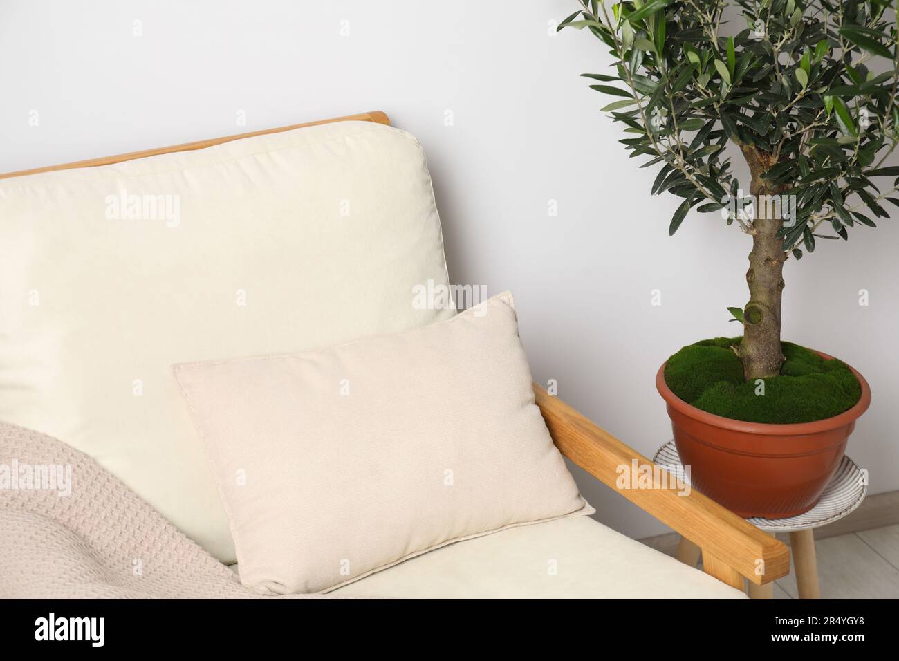 Pot with olive tree near cozy armchair in room. Interior design Stock ...