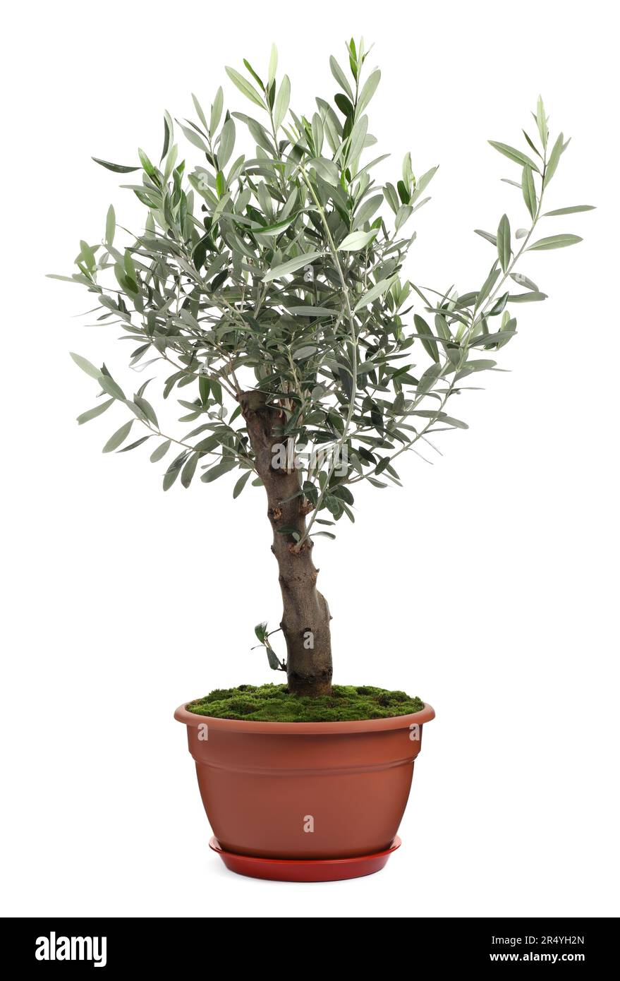 Beautiful young potted olive tree isolated on white Stock Photo - Alamy