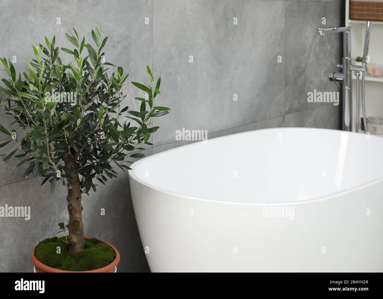 Beautiful young potted olive tree near tub in bathroom. Interior design ...