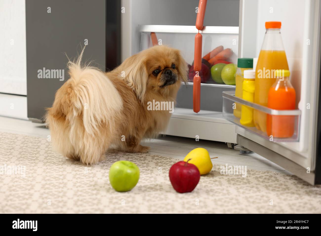 Cute Pekingese dog and scattered fruits near refrigerator in kitchen ...