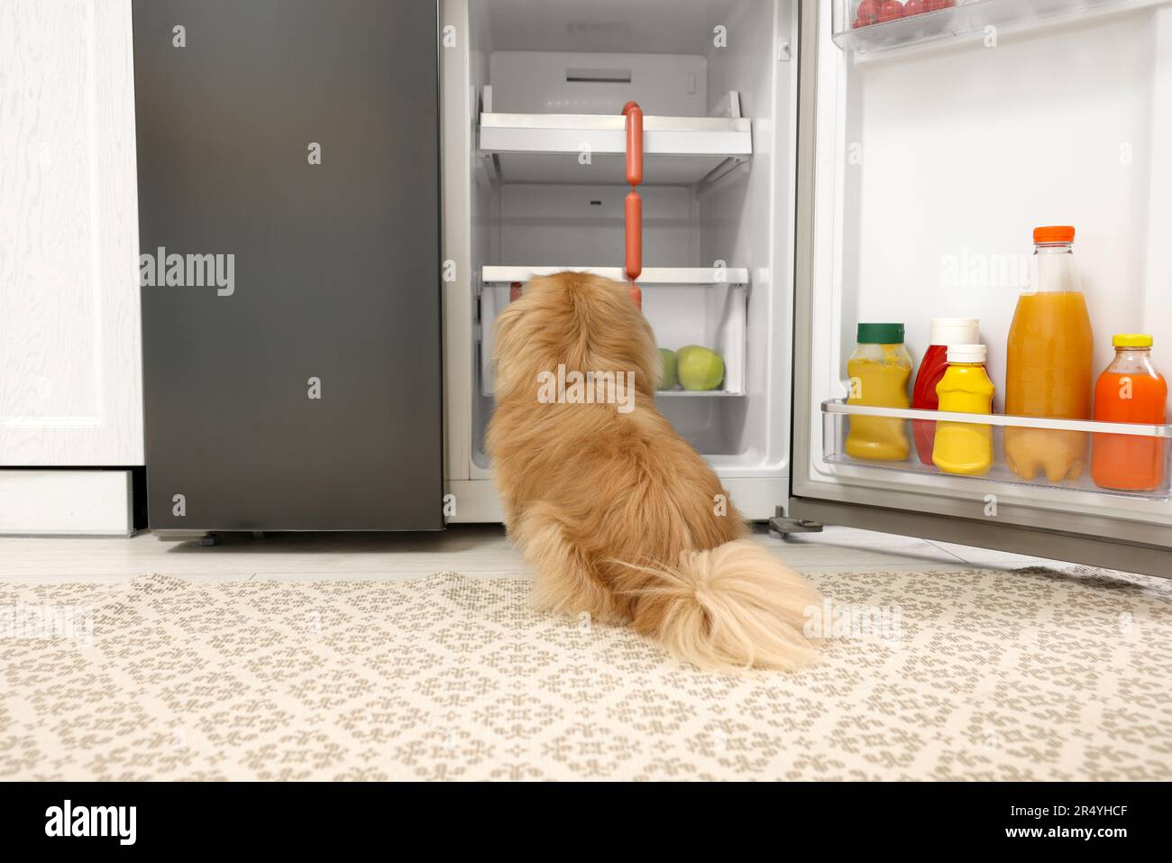 Cute Pekingese dog stealing sausages from refrigerator in kitchen Stock ...