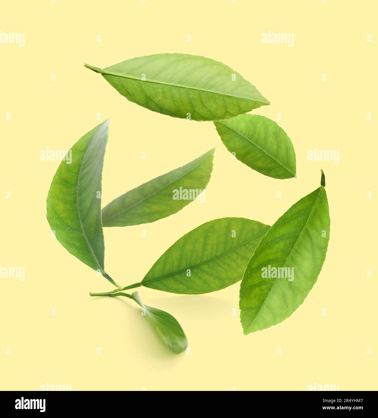 Beautiful fresh green citrus leaves falling on pale yellow background ...