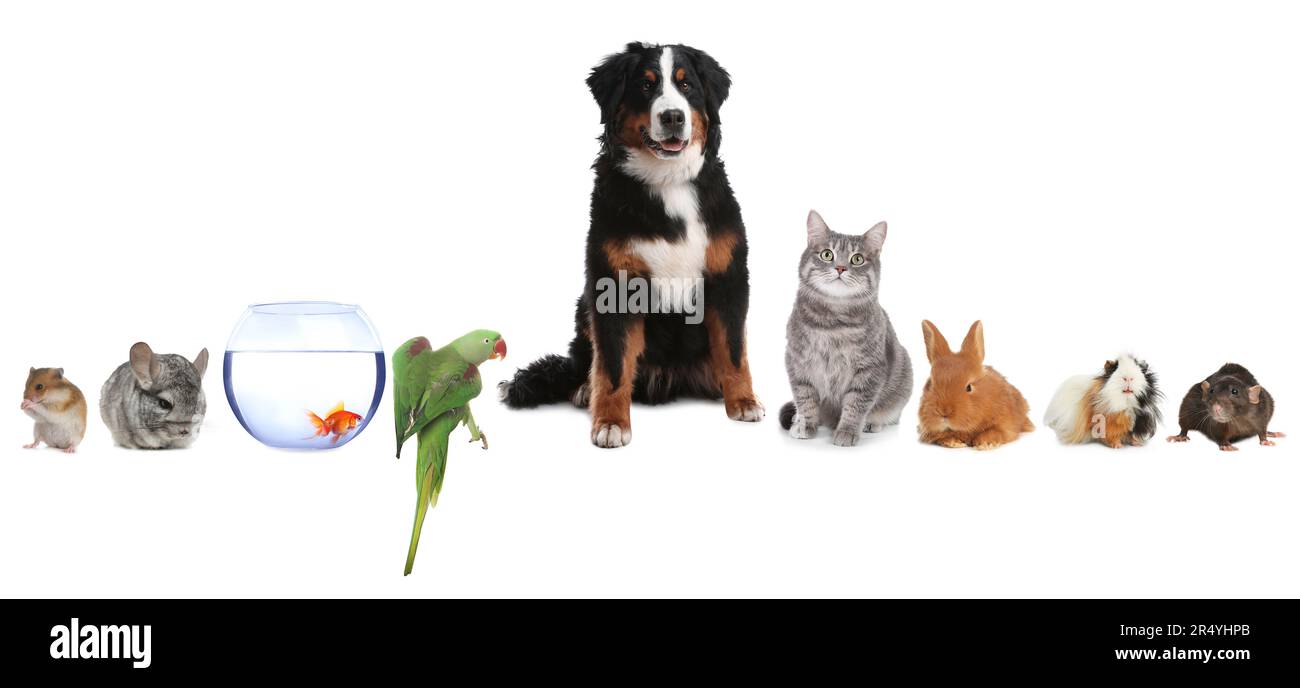 Group of different domestic animals on white background, collage Stock ...