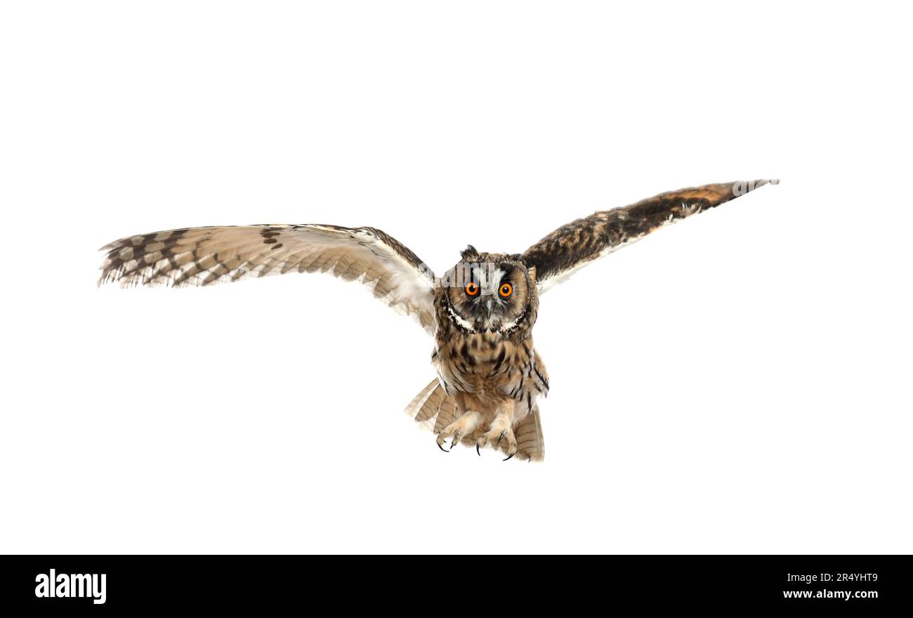 Beautiful eagle owl flying on white background. Predatory bird Stock ...