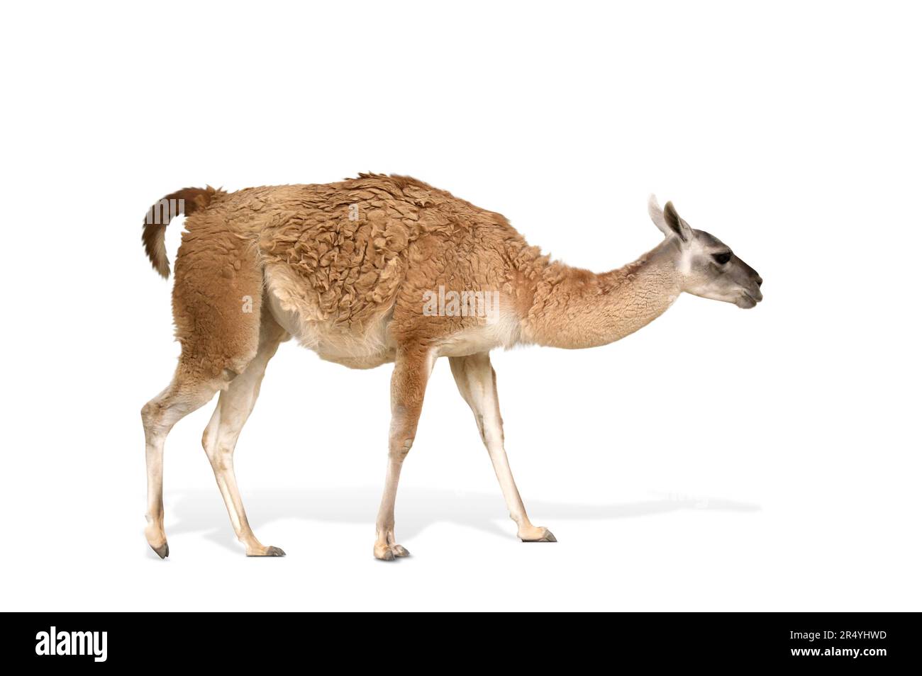 Cute guanaco on white background. Wild animal Stock Photo - Alamy