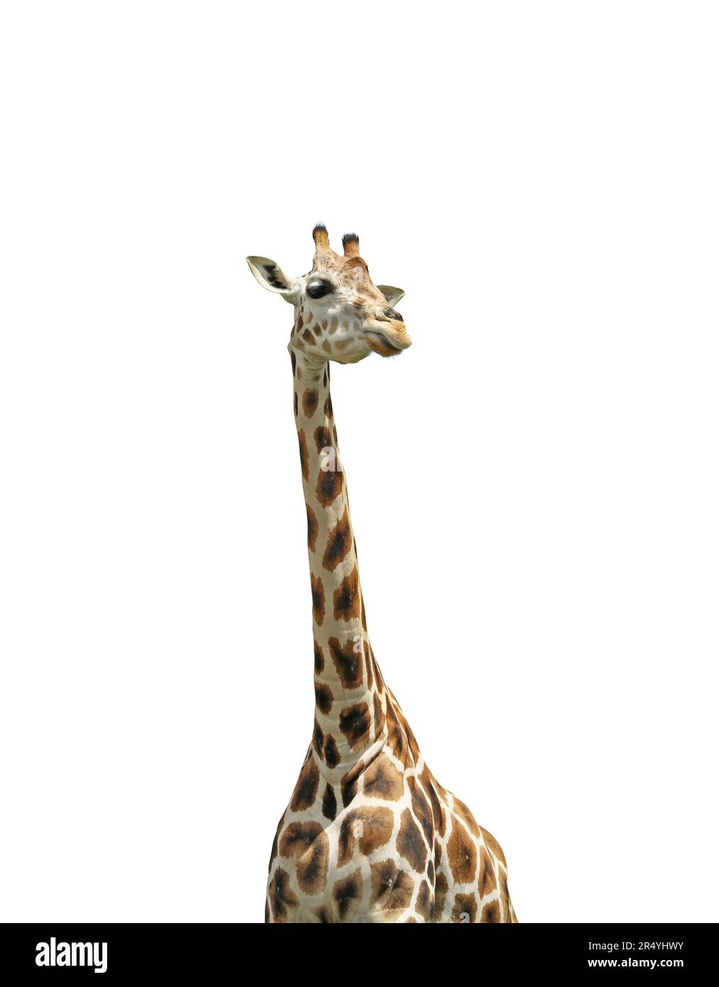 Rothschild giraffe on white hi-res stock photography and images - Alamy