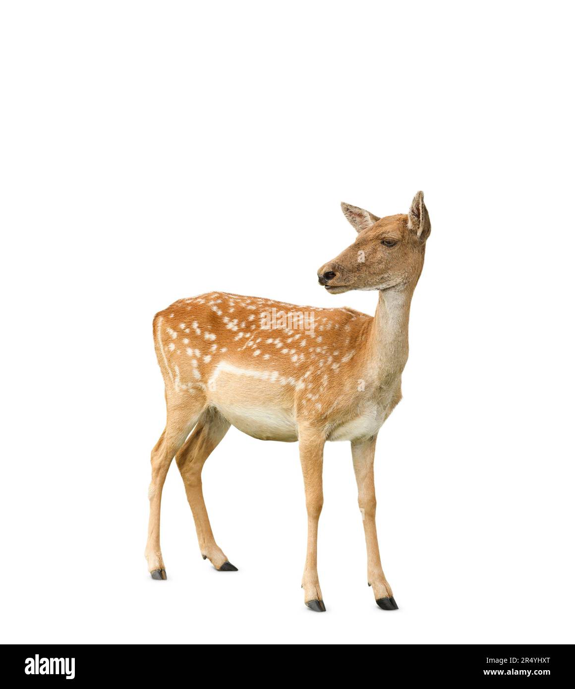 Exotic animal observation Cut Out Stock Images & Pictures - Alamy