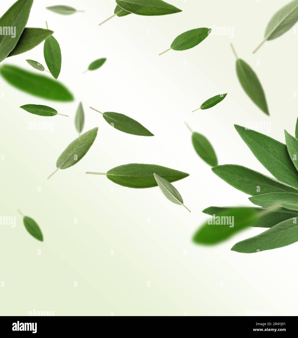 Fresh sage leaves falling on pale light green background Stock Photo ...