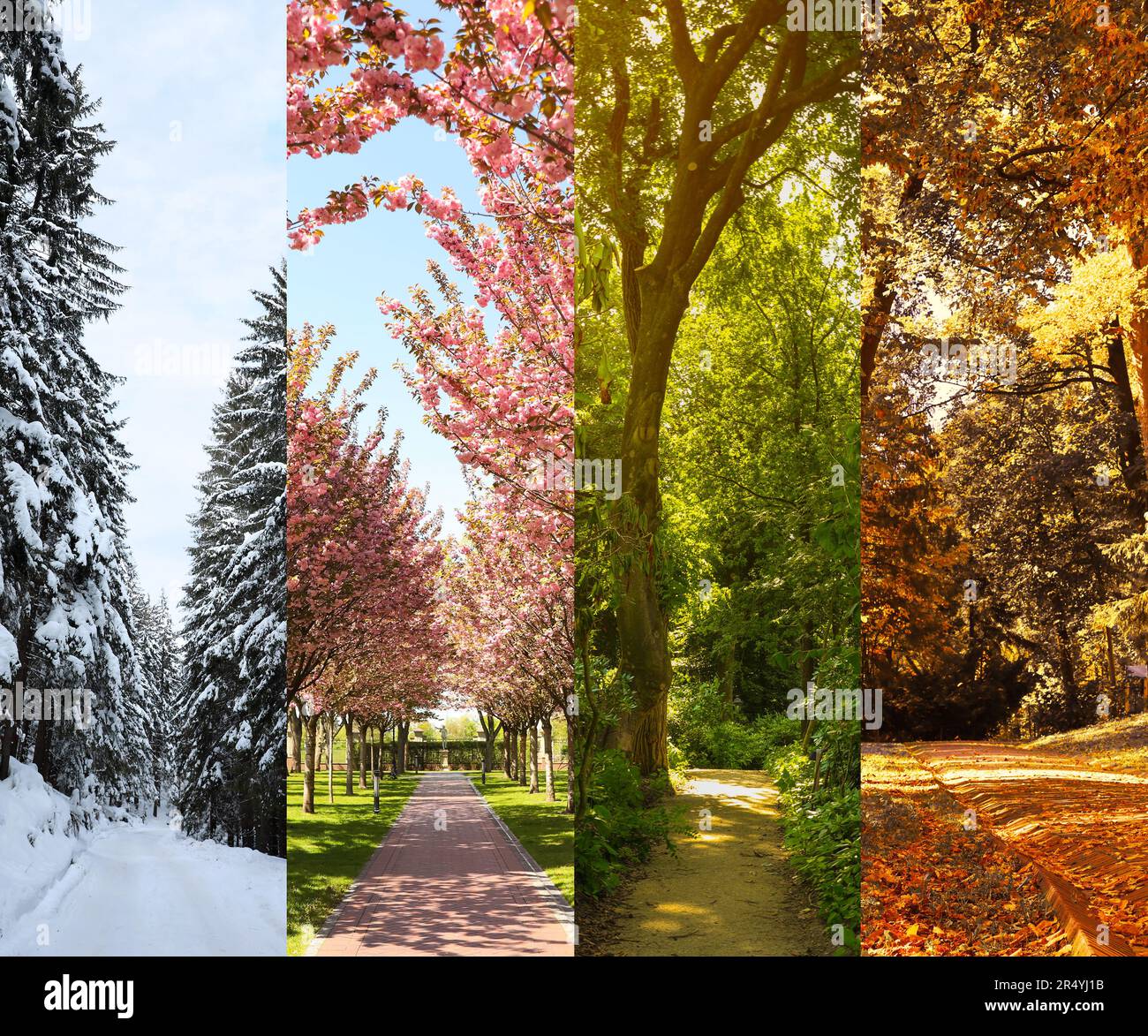 Four seasons. Collage design with beautiful photos of nature Stock ...