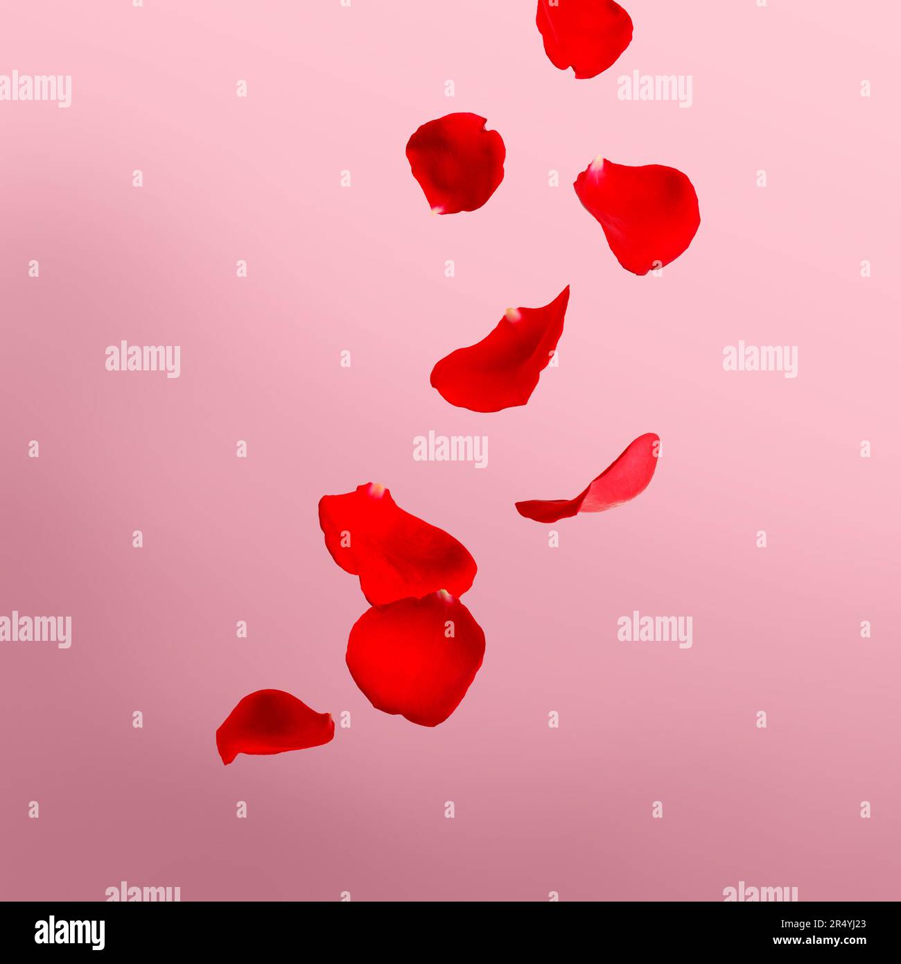 Beautiful red rose petals falling on light pink background Stock Photo ...