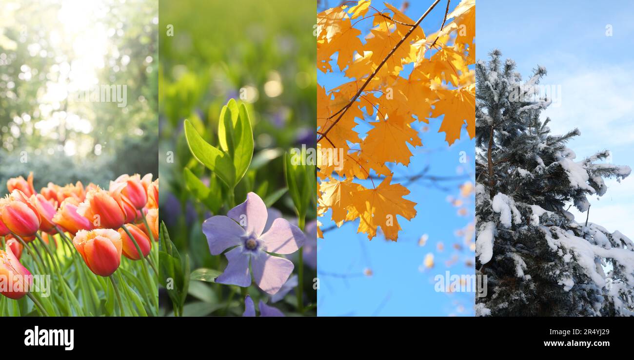 Four seasons. Collage design with beautiful photos of nature Stock ...