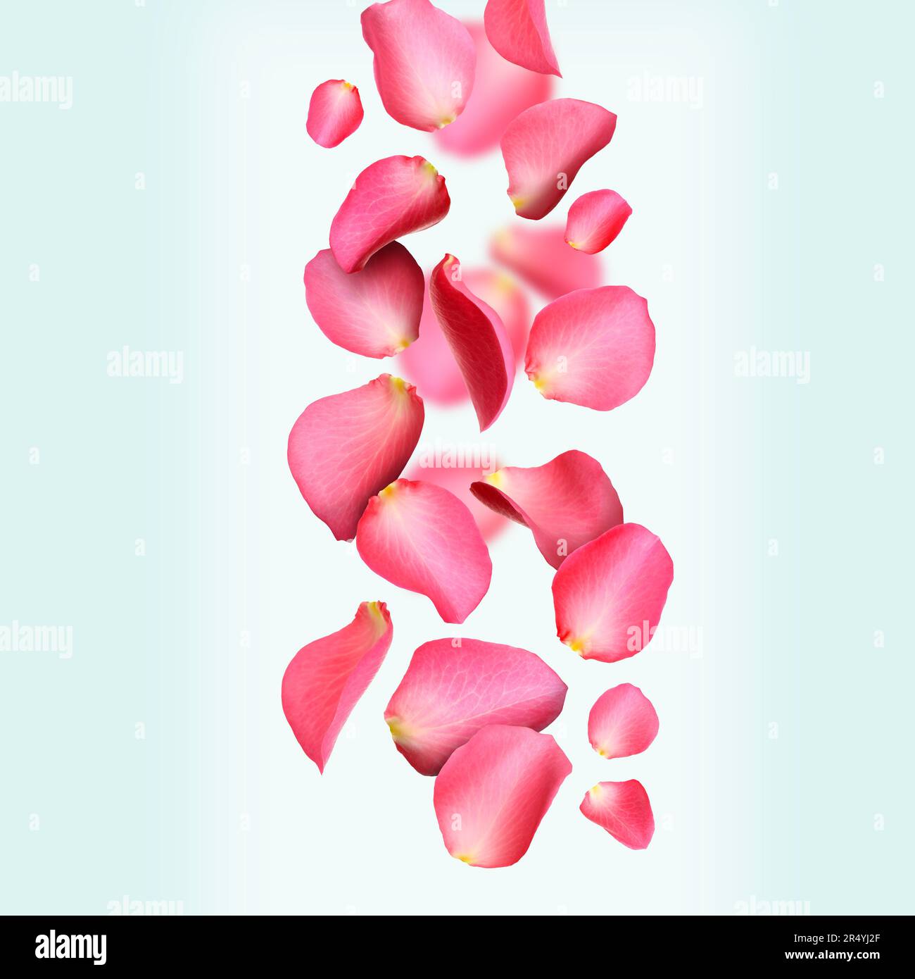 Beautiful pink rose petals falling on pale light blue background Stock ...