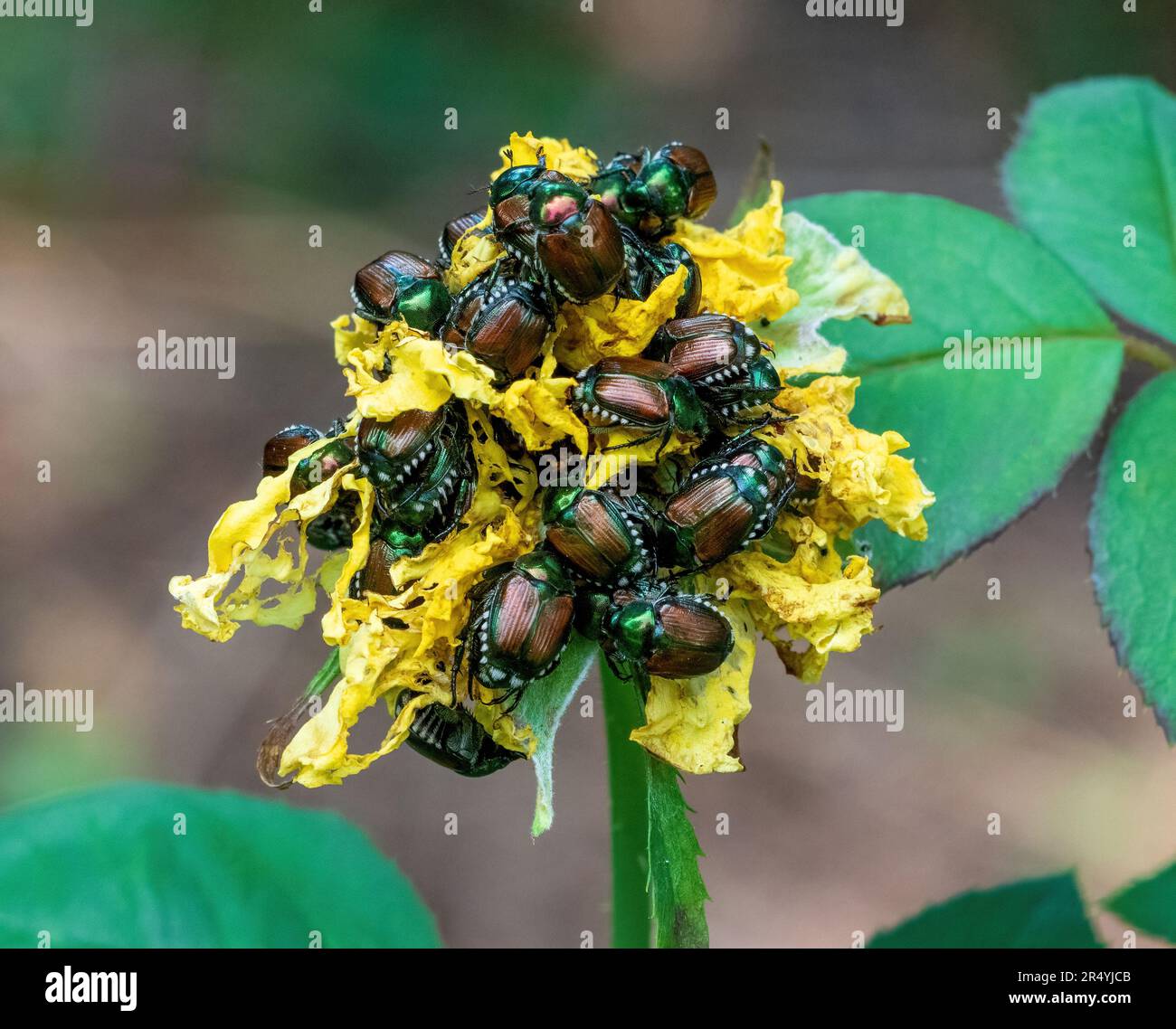 A yellow rose, heavily infested by Japanese beetles, quickly being ...
