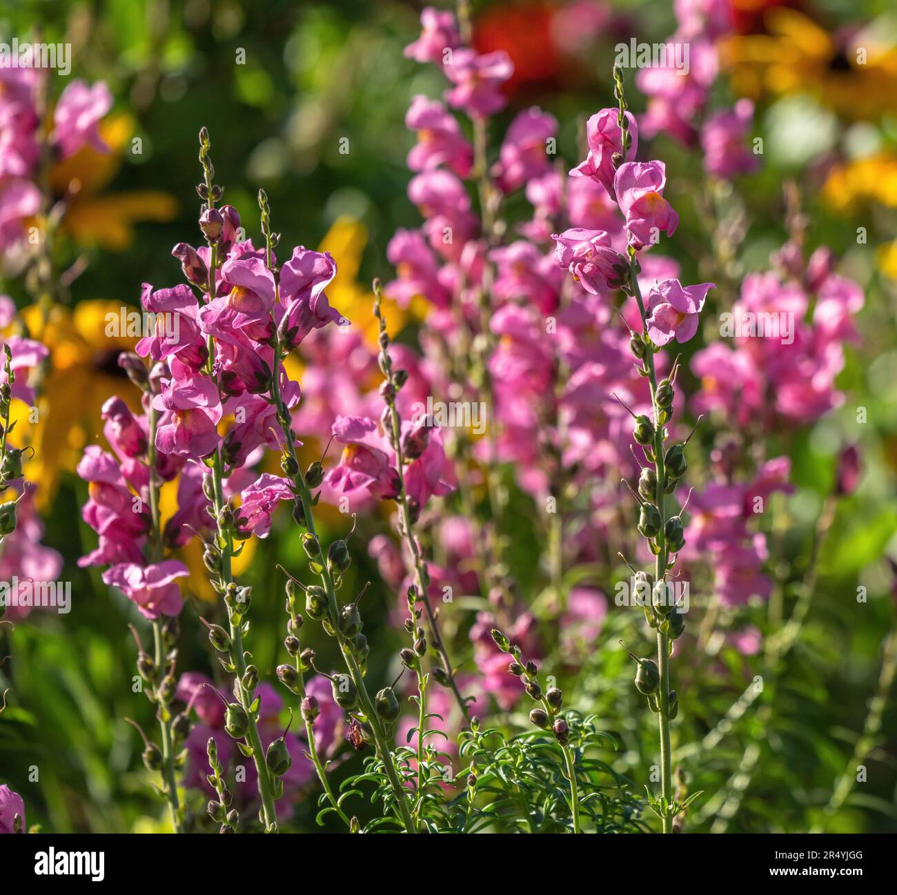In a snapdragon flower hi-res stock photography and images - Alamy