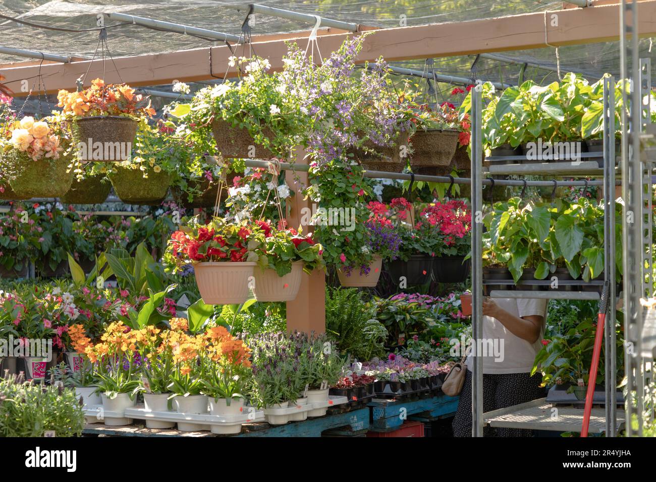 A blooming spring nursery creates a riot of colour ahead of garden ...