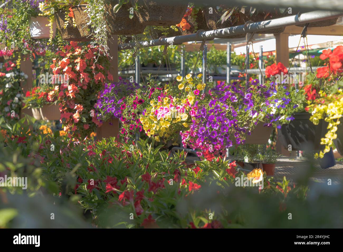 A blooming spring nursery creates a riot of colour ahead of garden ...