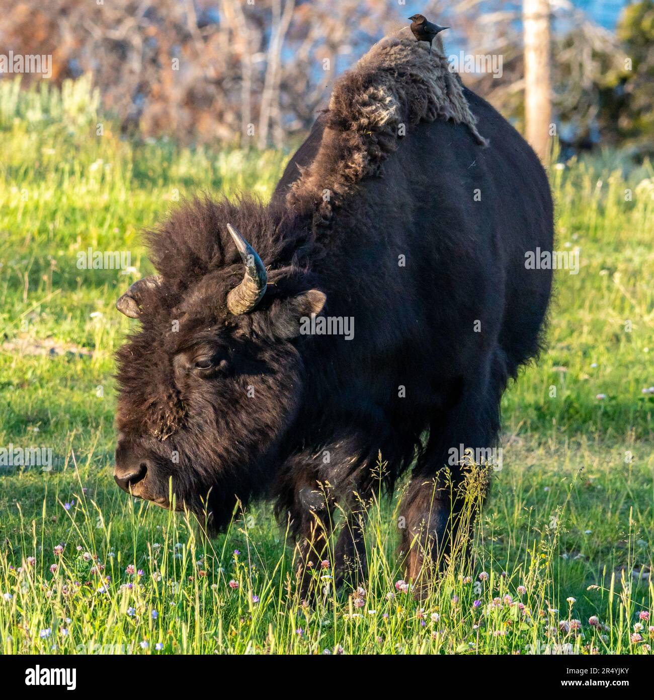 Scruffy Bison and Hitchhiker Bird on Its Back Stock Photo - Alamy