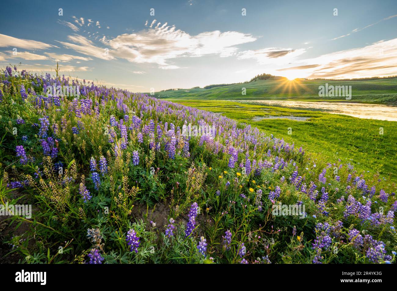 Sunburst Over Lupin Blooms Along Yellowstone River in Hayden Valley ...