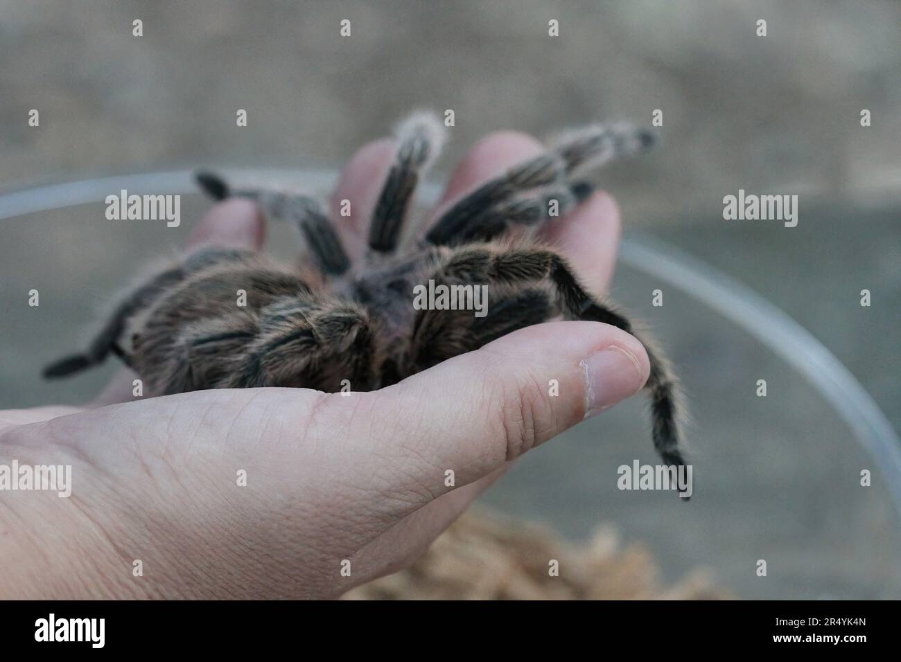 Tarantulas in california hi-res stock photography and images - Alamy