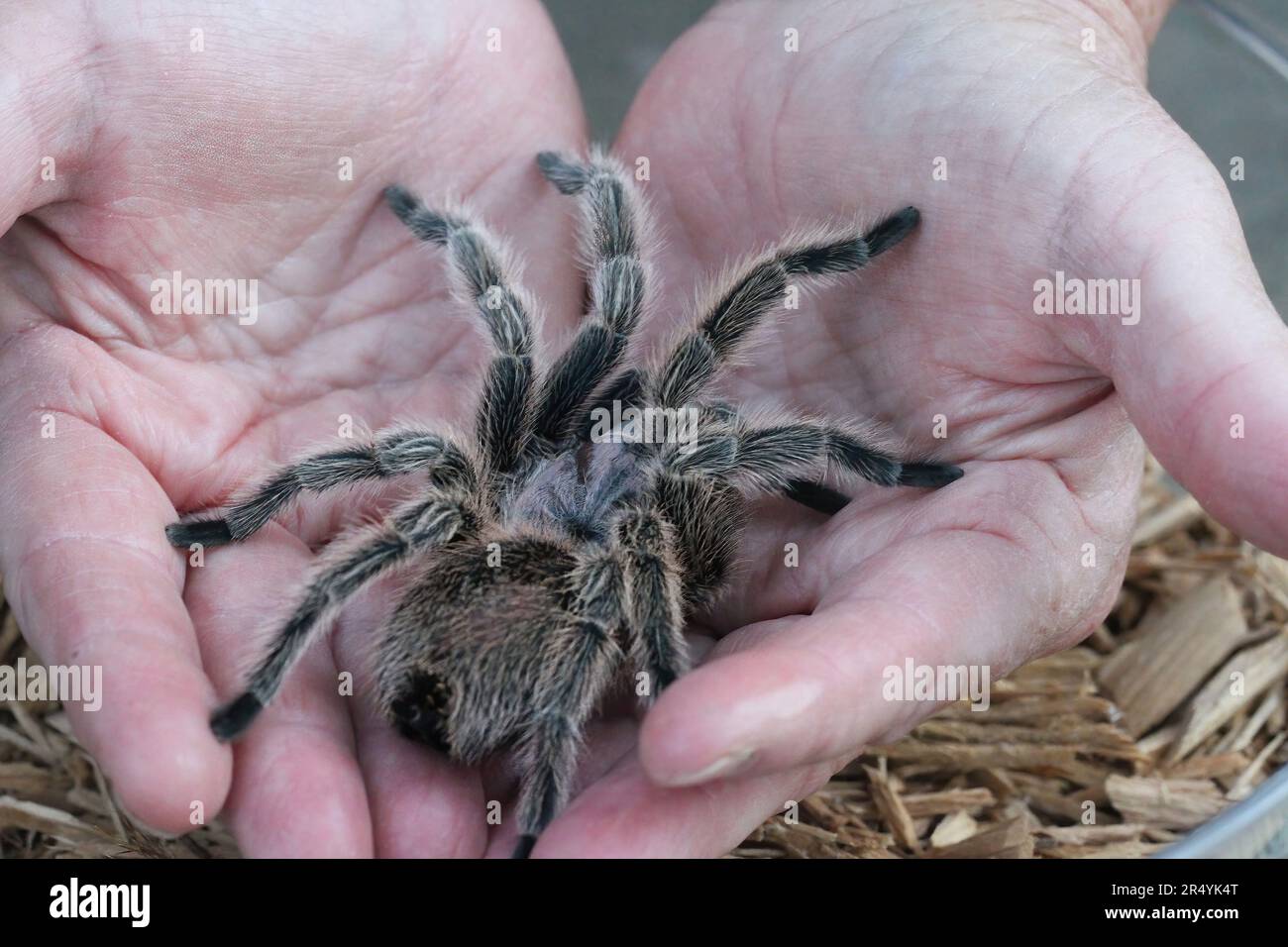 View of tarantulas in wild Stock Photo - Alamy