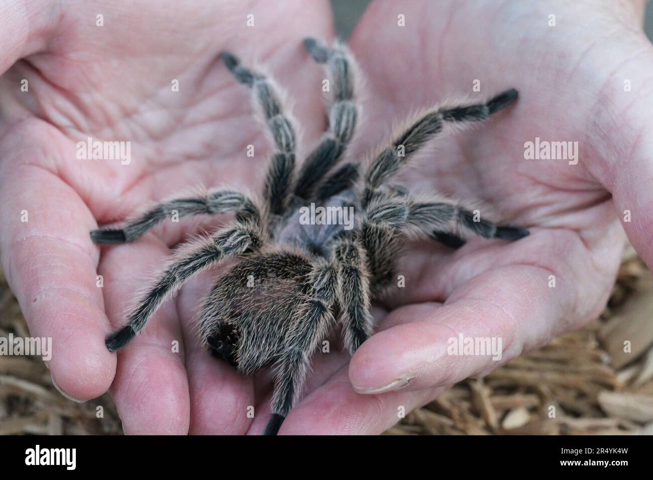 View of tarantulas in wild Stock Photo - Alamy