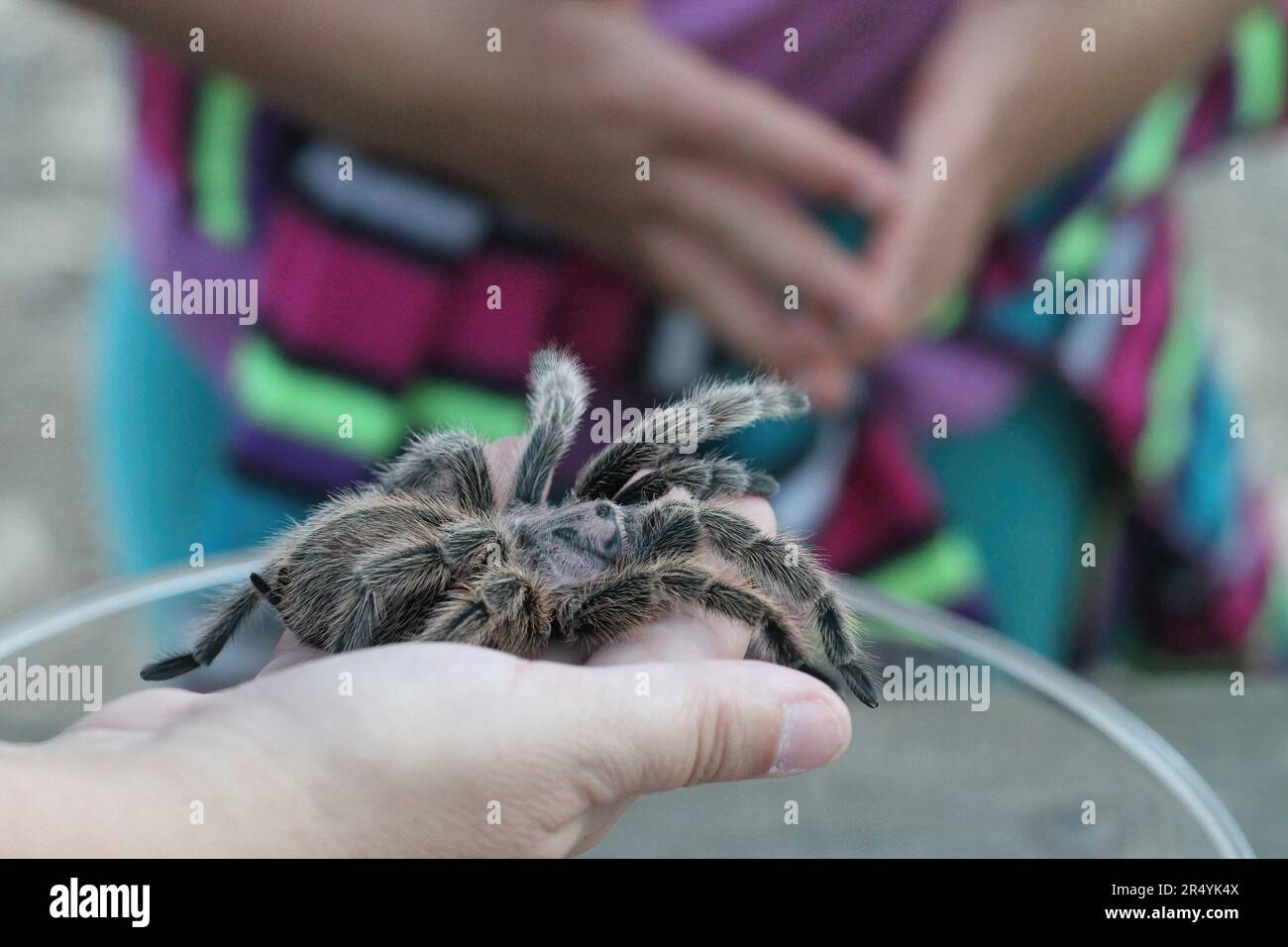 Tarantulas in california hi-res stock photography and images - Alamy
