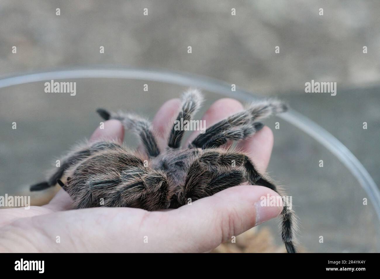 View of tarantulas in wild Stock Photo - Alamy