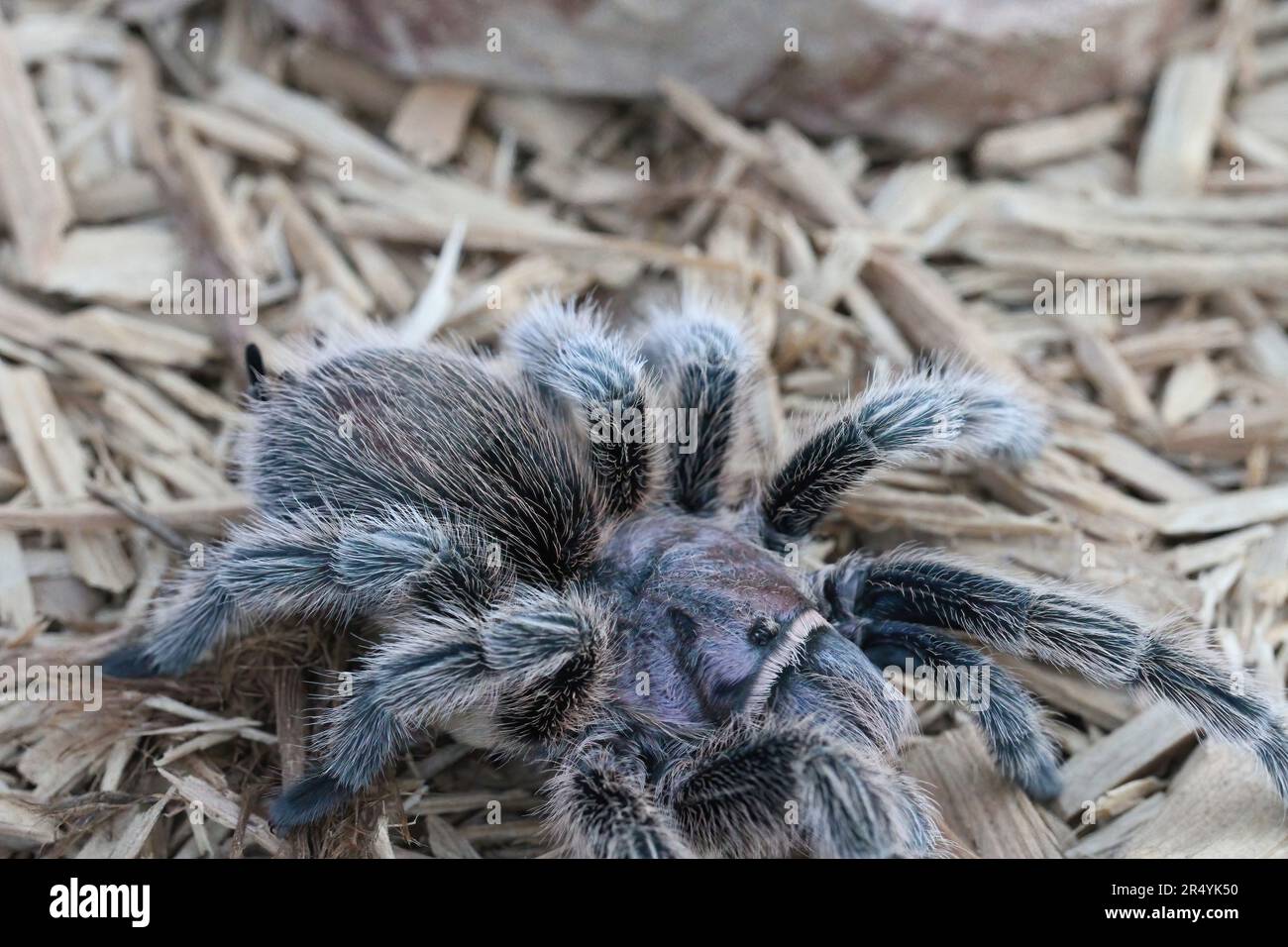 View of tarantulas in wild Stock Photo - Alamy