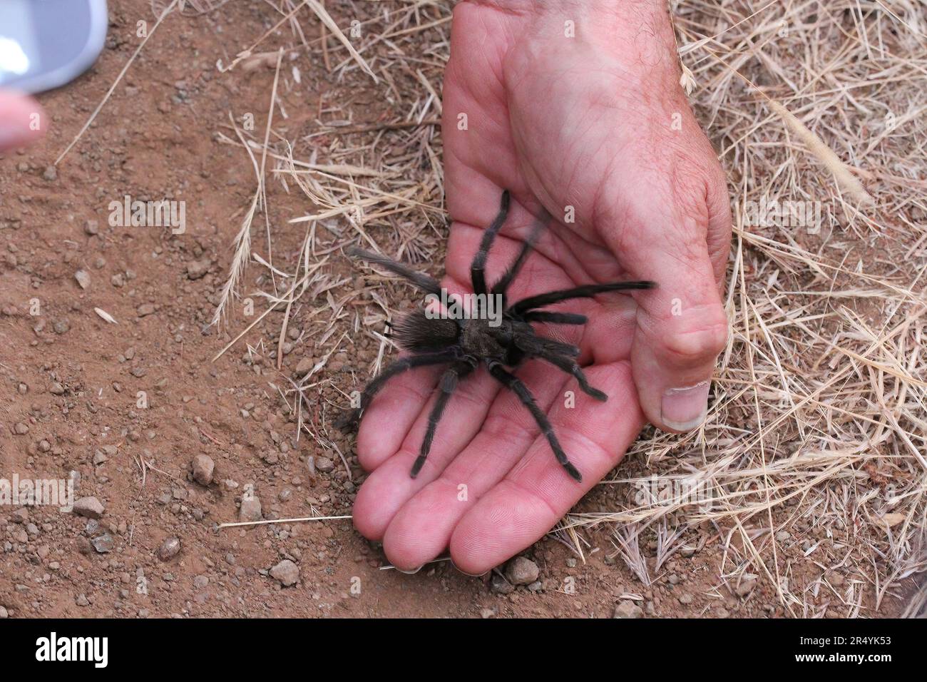 View of tarantulas in wild Stock Photo - Alamy