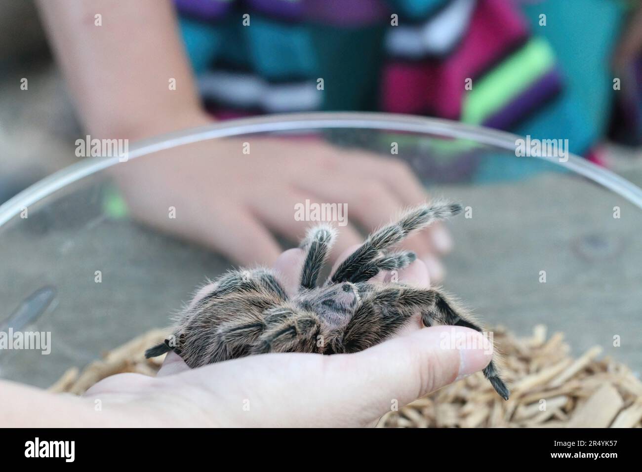Tarantulas in california hi-res stock photography and images - Alamy