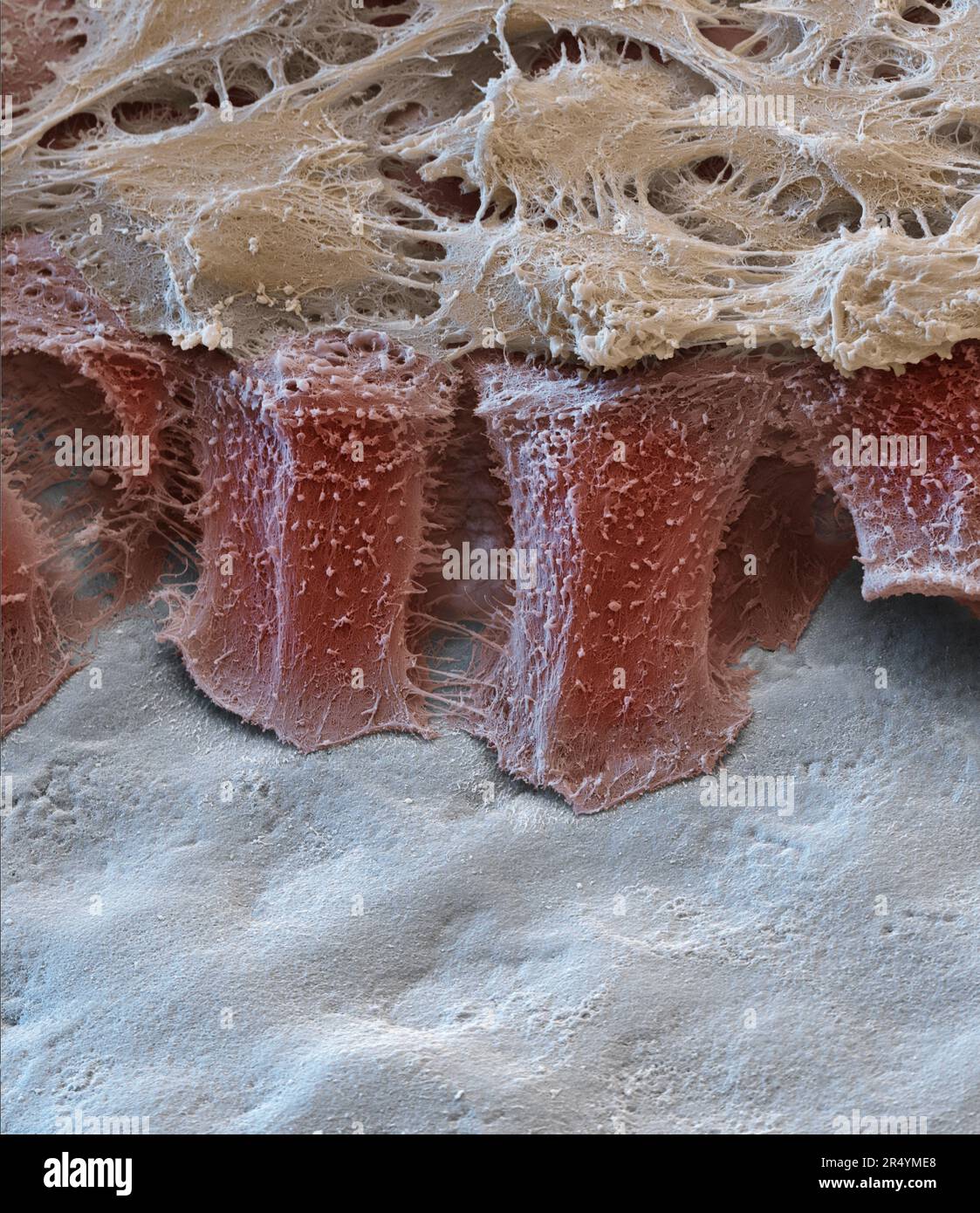 Coloured scanning electron micrograph (SEM) of a developing tooth. At ...