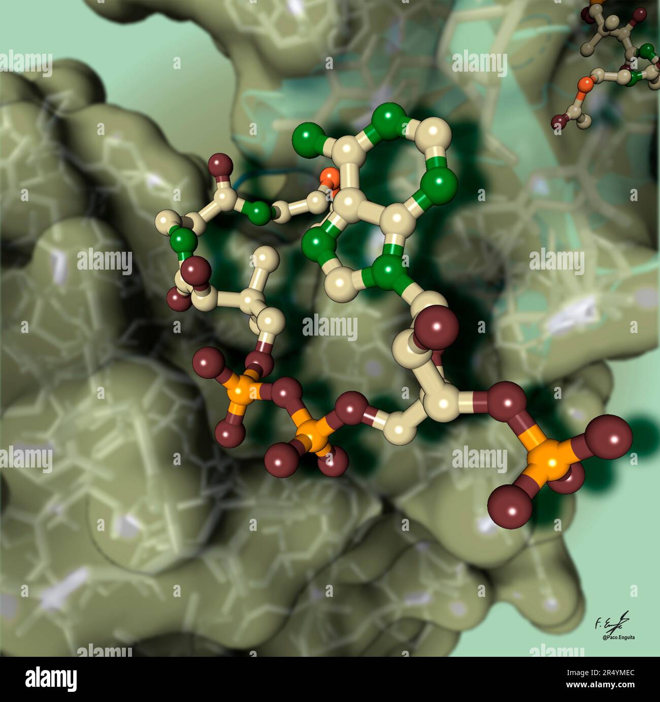 Illustration of serotonin N-acetyltransferase (SNAT) from the rice ...