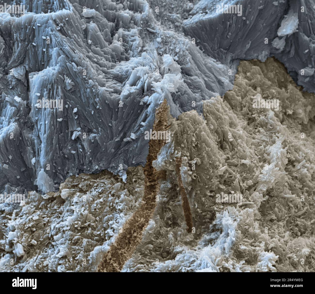 Coloured scanning electron micrograph (SEM) of a fracture through a ...