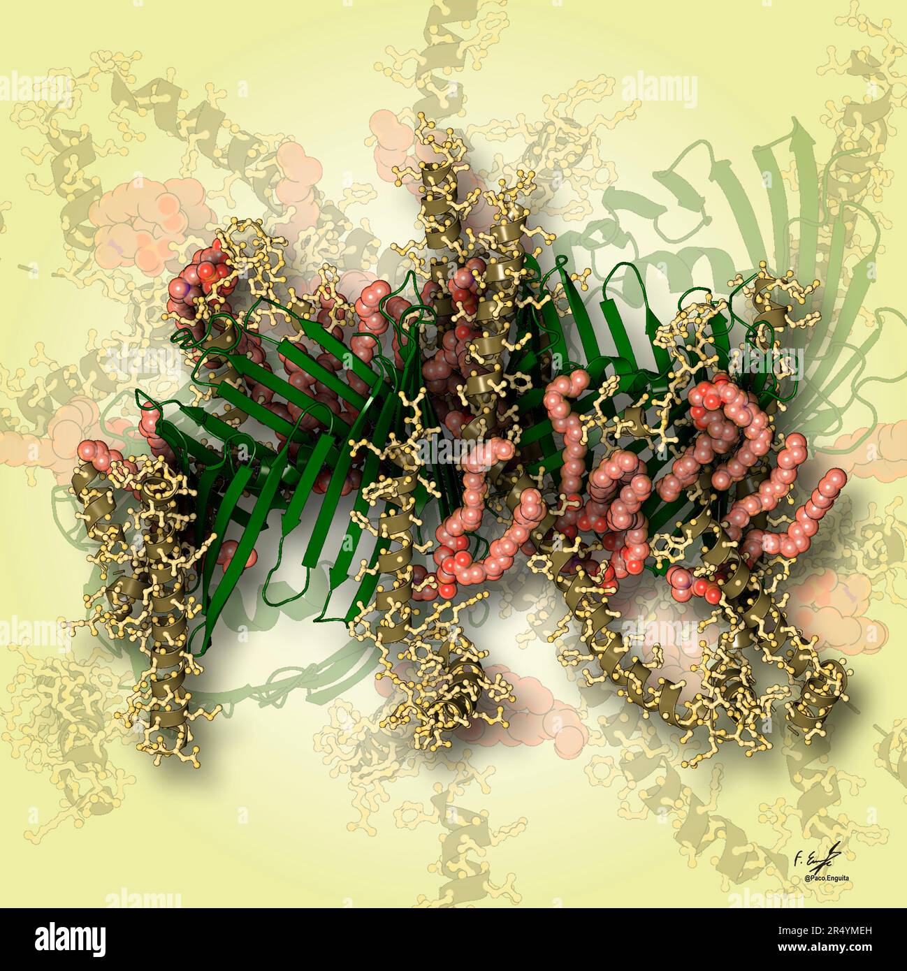 Illustration of the translocase of the outer membrane (TOM) protein ...