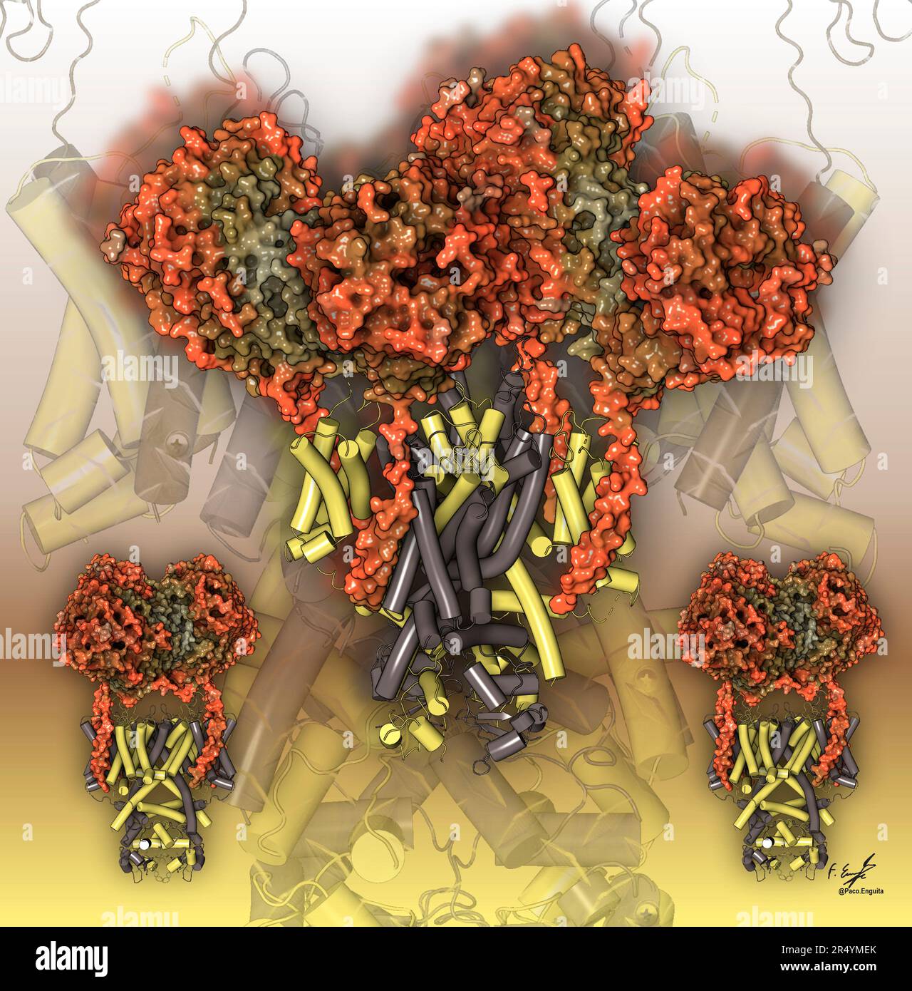 Illustration of the human voltage-gated potassium (Kv) ion channel Kv4.2 in complex with its ...