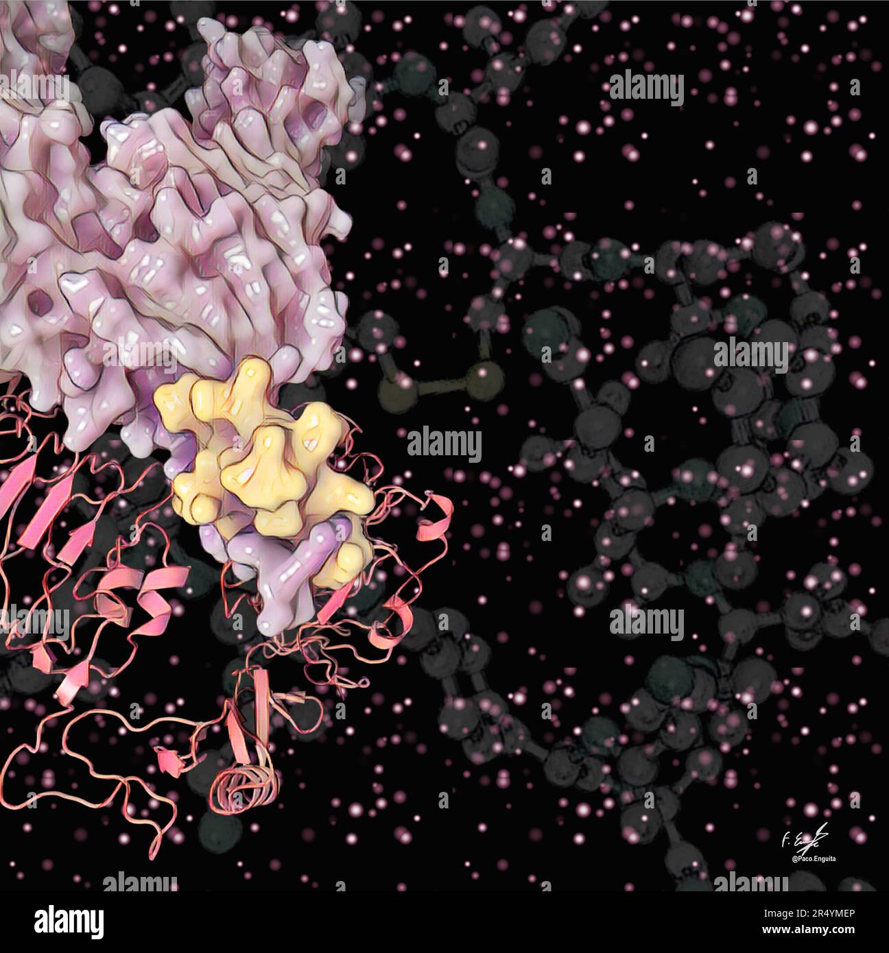 Illustration of the binding domain of the human insulin receptor ...