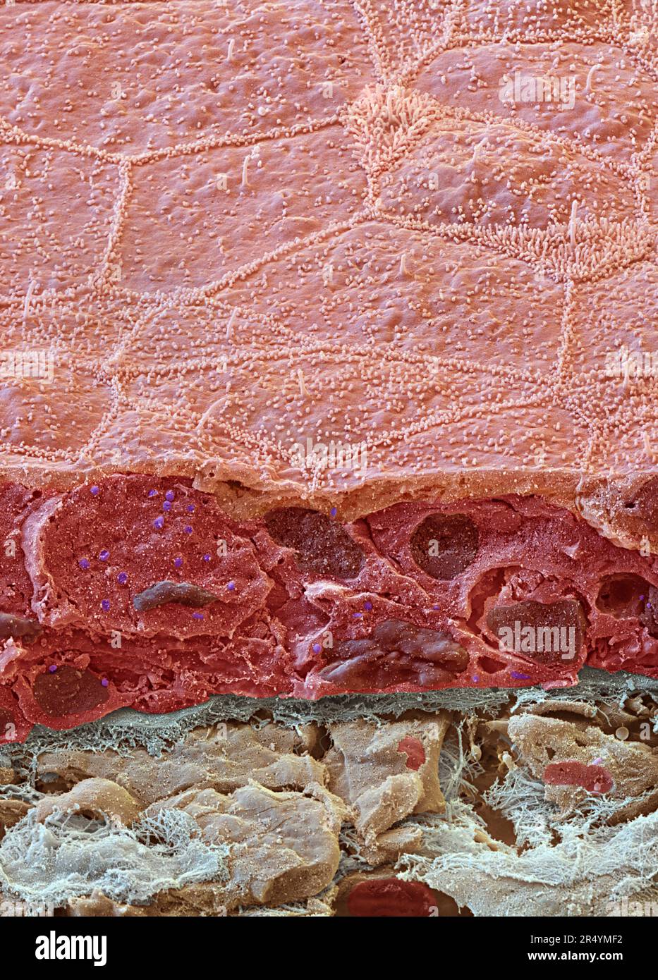Coloured scanning electron micrograph (SEM) of a freeze-fracture ...
