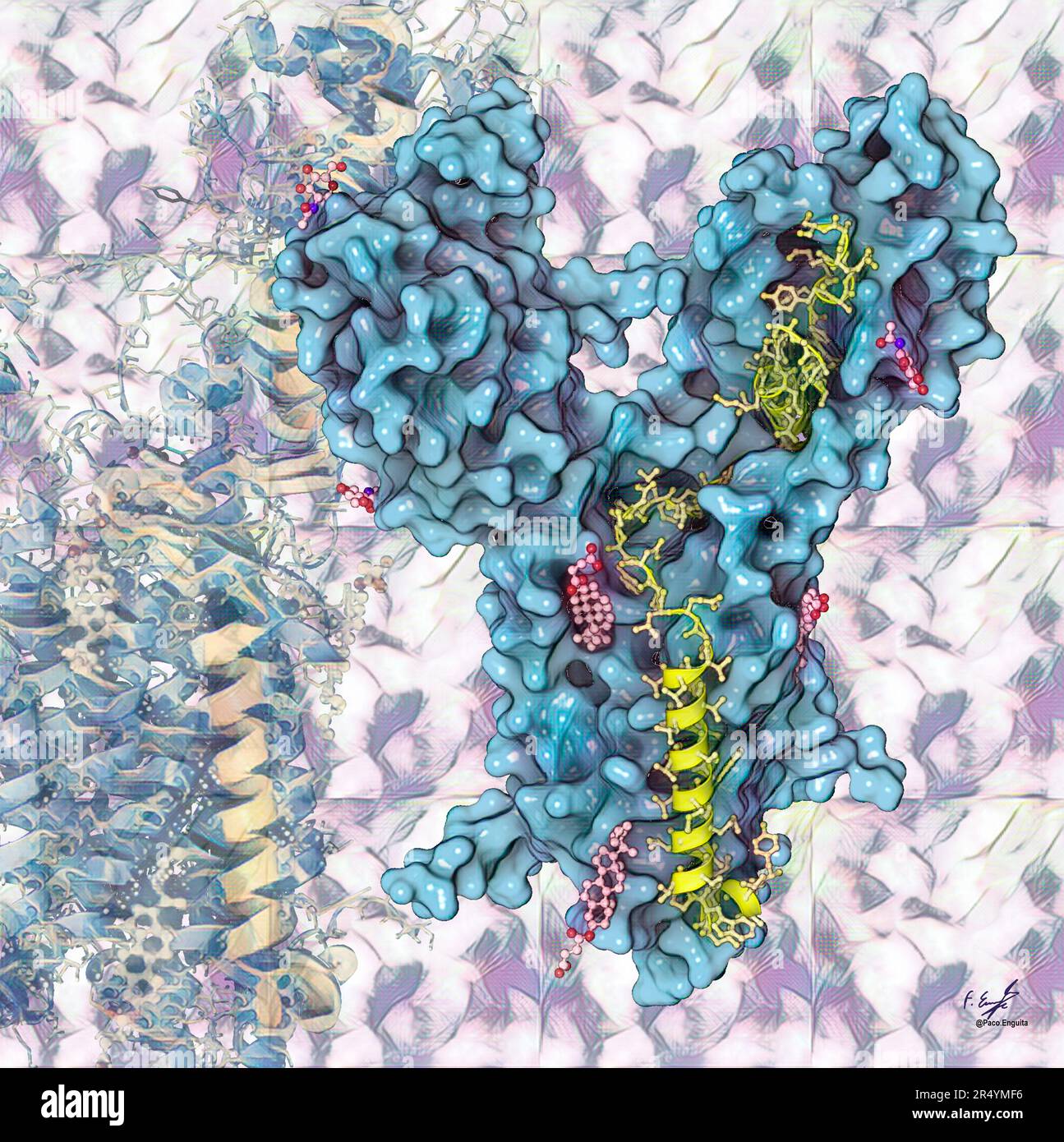 Illustration of the human dispatched-1 (DISP1) protein. This is a ...