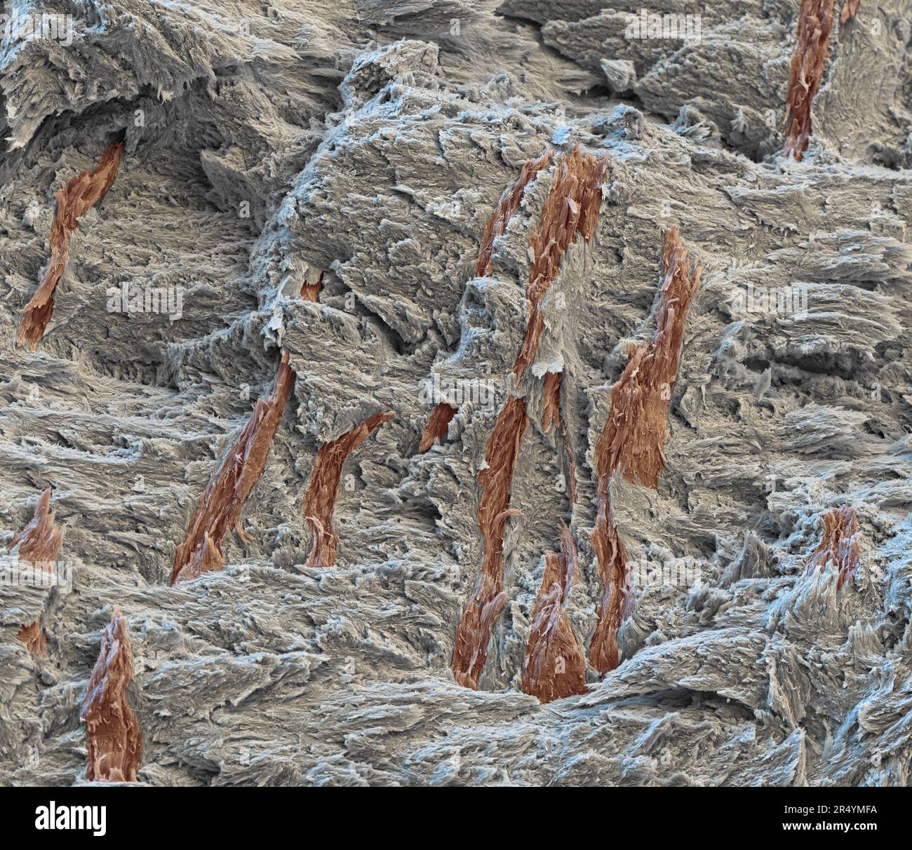 Coloured scanning electron micrograph (SEM) of a cross-section through ...
