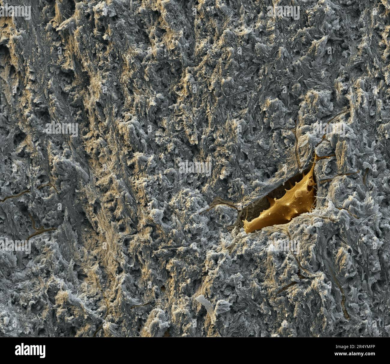 Coloured scanning electron micrograph (SEM) of a section through a ...
