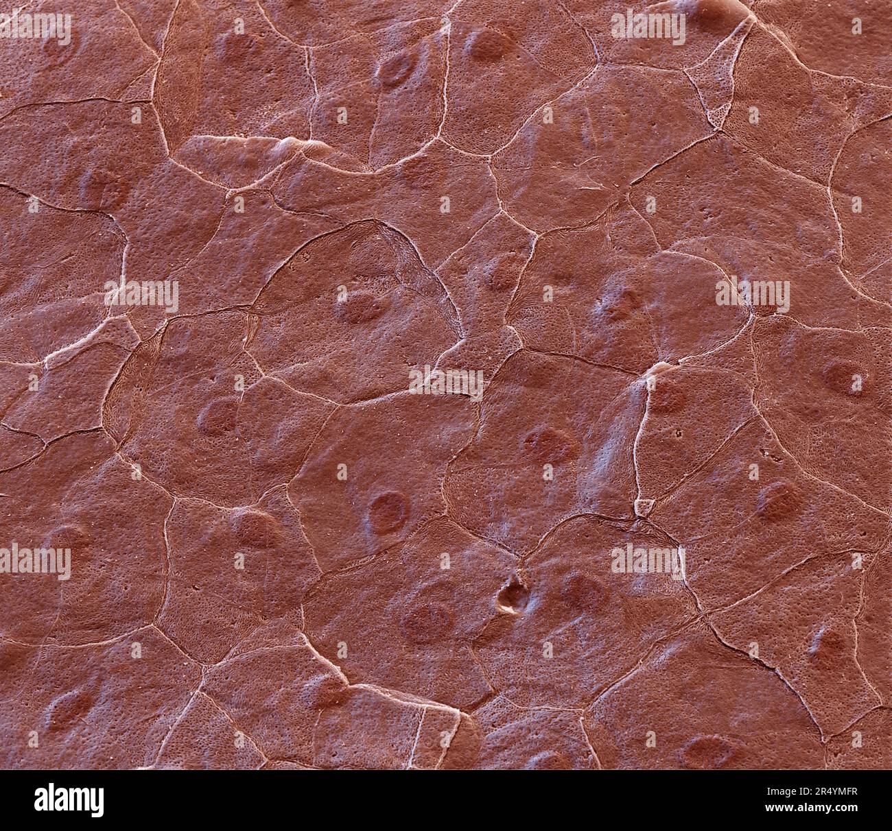 Coloured scanning electron micrograph (SEM) of the surface of the ...