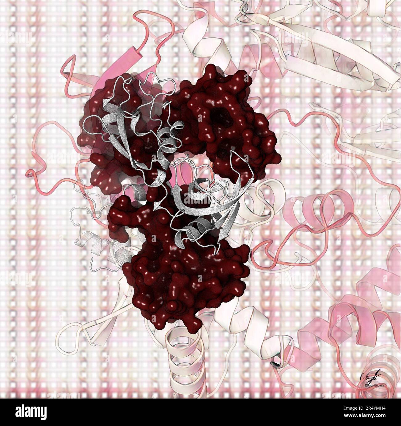 Illustration of the transcriptional regulator protein BrxR from the ...