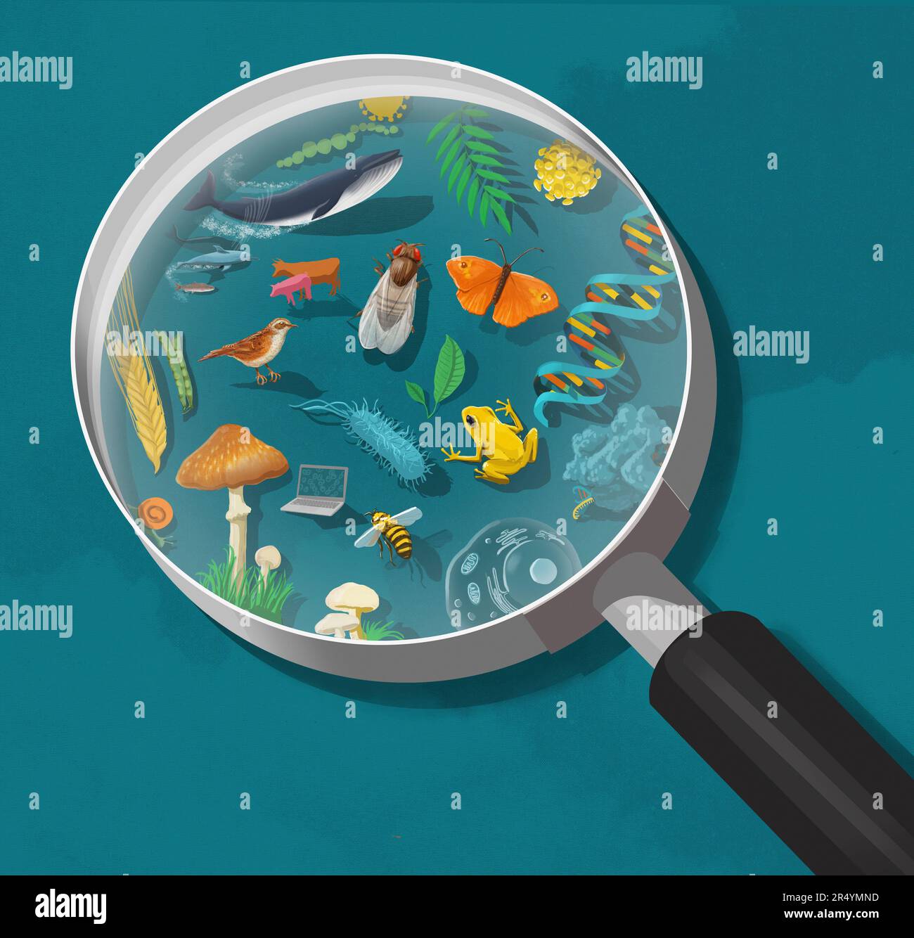 Illustration of a magnifying glass over various animals and biological ...