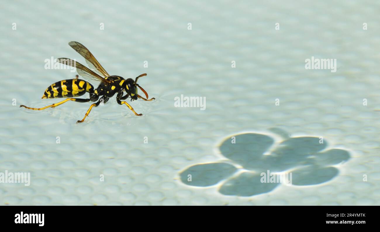 European paper wasp (Polistes dominula) standing on the surface of a ...