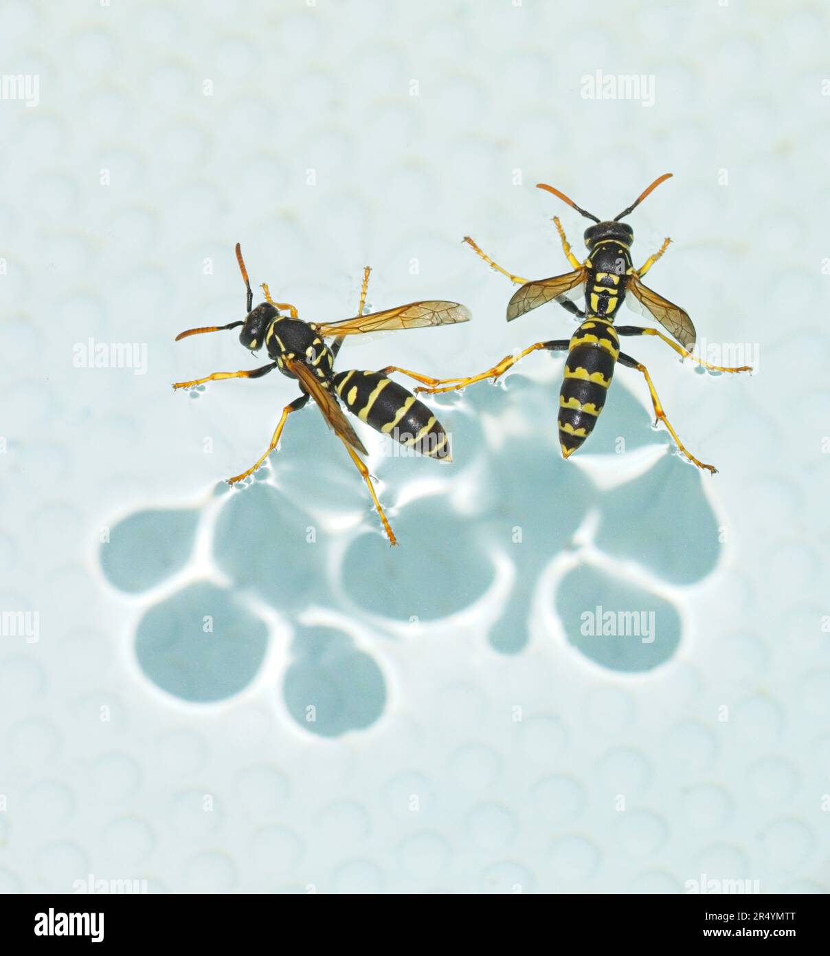 European paper wasps (Polistes dominula) standing on the surface of a ...