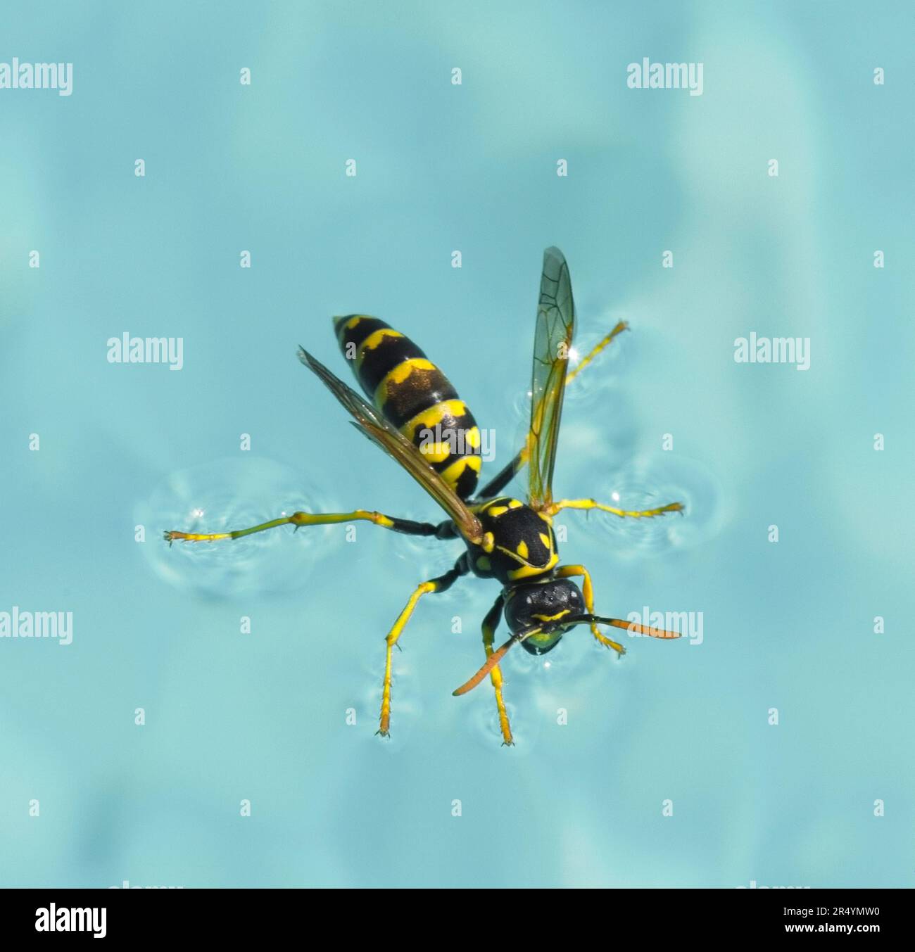 European paper wasp (Polistes dominula) standing on the surface of a ...