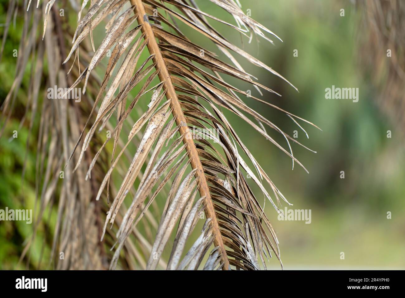 Dry dead palm tree on Florida home backyard Stock Photo - Alamy