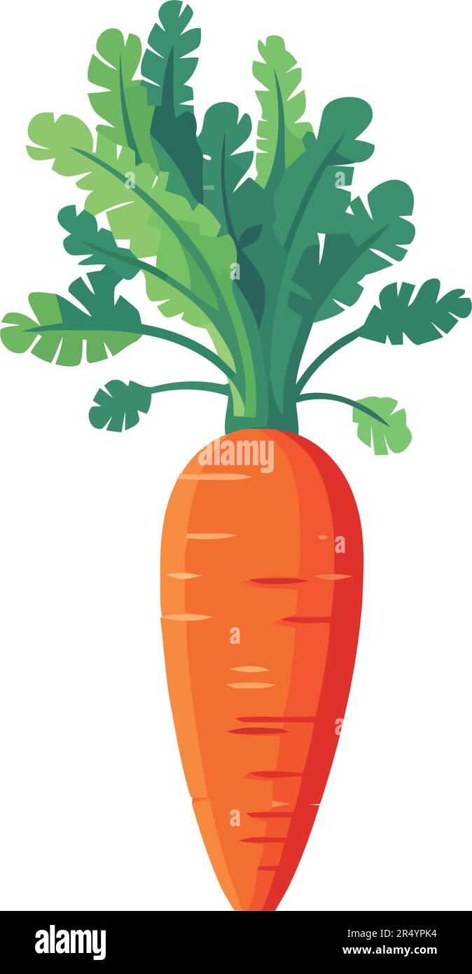 Fresh organic carrot, symbol of healthy eating Stock Vector Image & Art ...