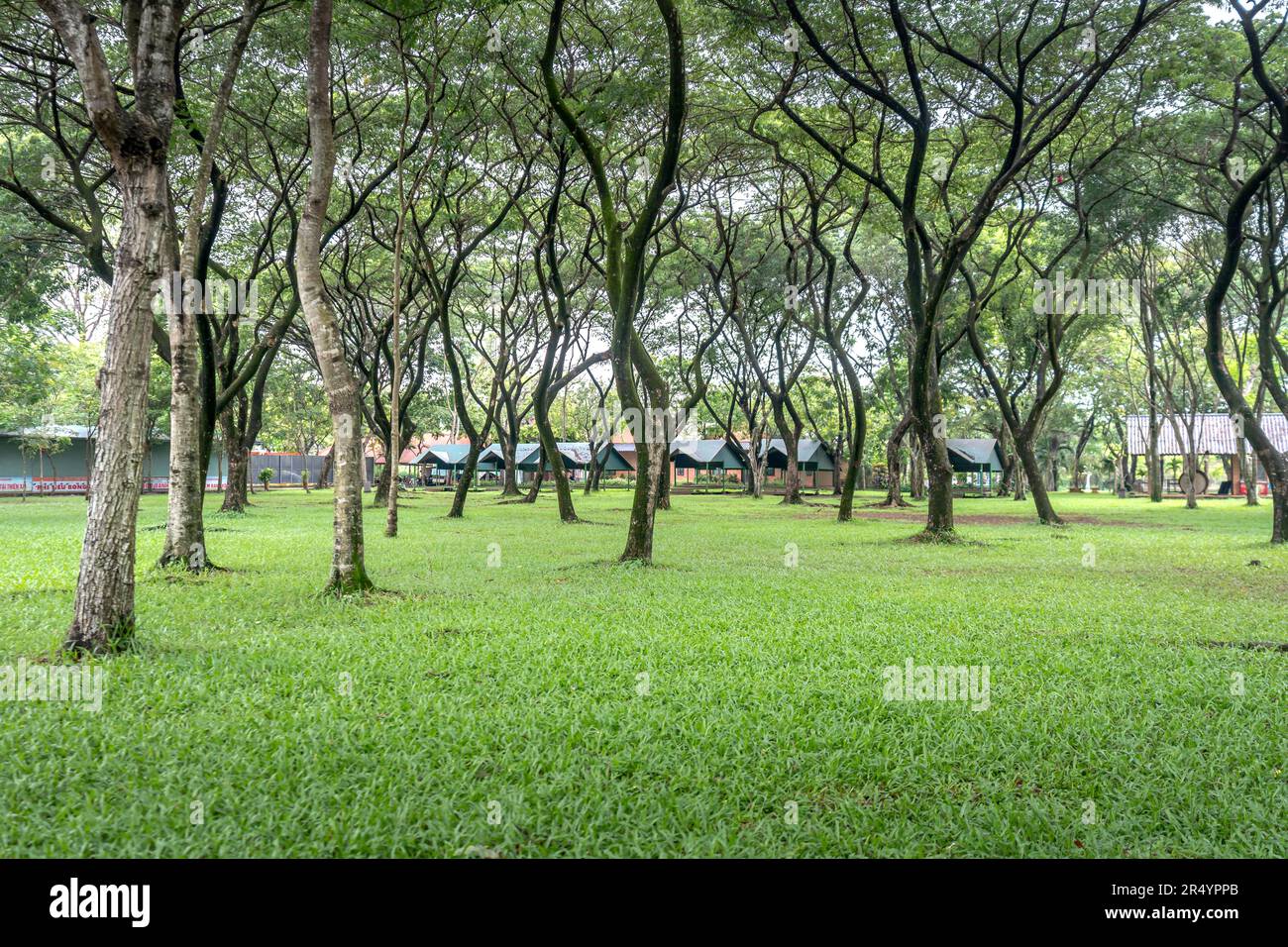park with bent trees at Giang Dien waterfall tourist area, Dong Nai ...
